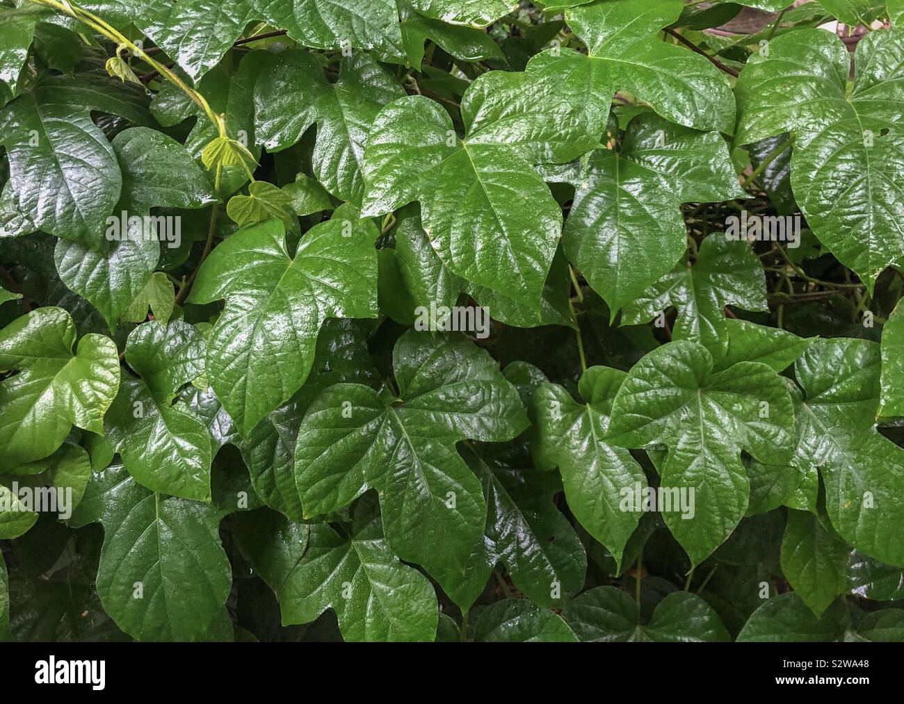 Wet summer hi-res stock photography and images - Alamy