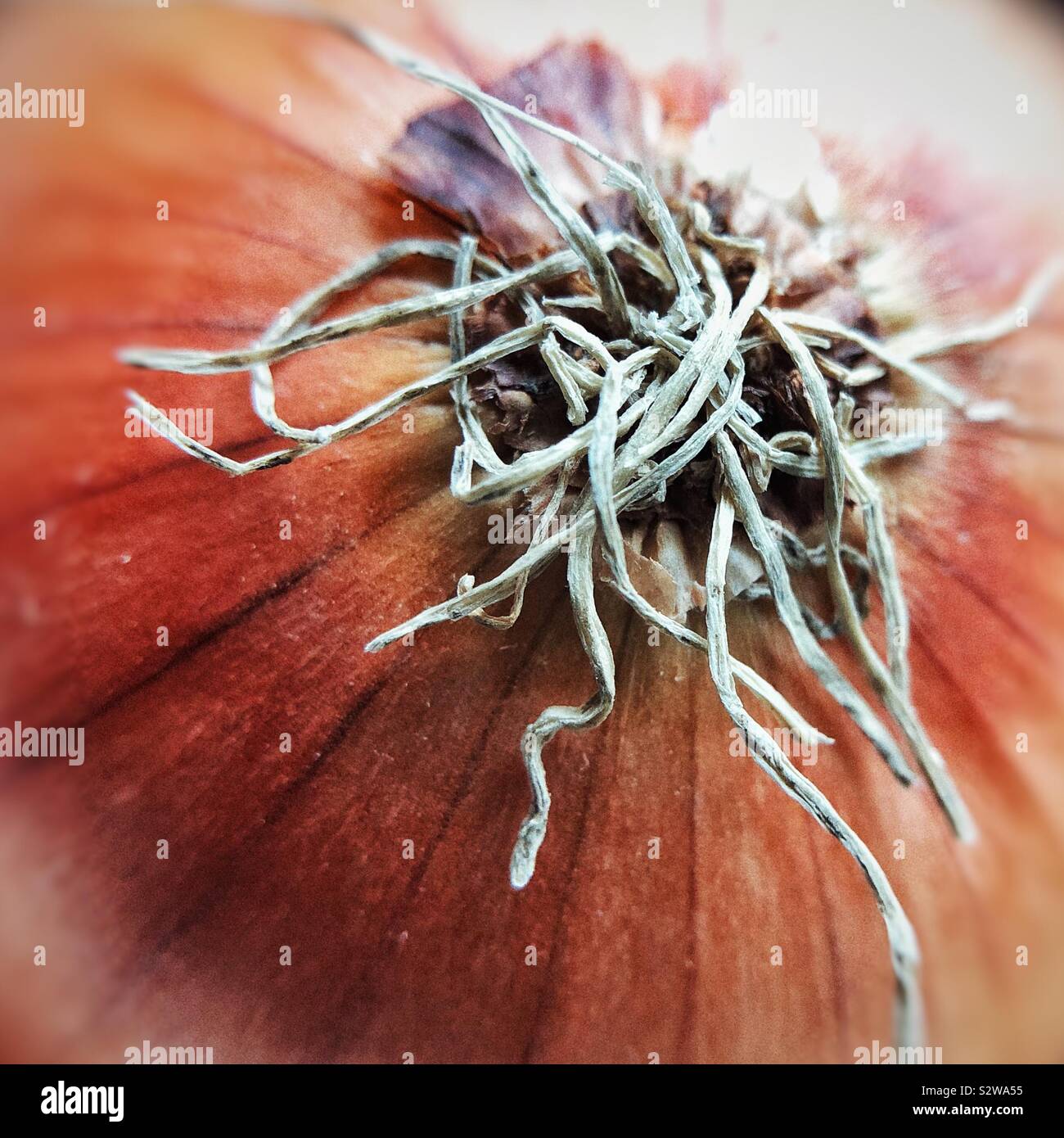 Onion roots hi-res stock photography and images - Alamy