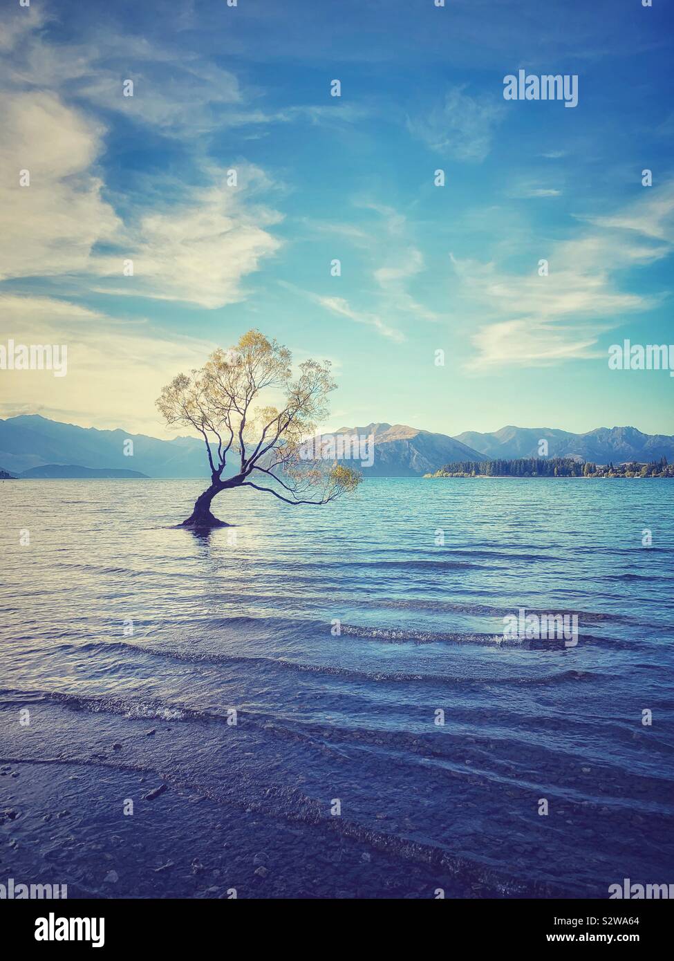 Famous tree hi-res stock photography and images - Alamy