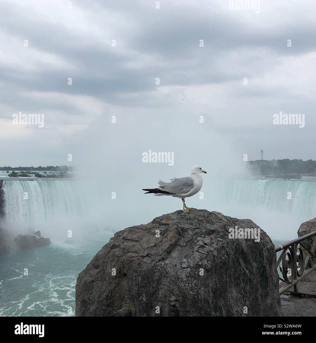 Niagara falls seagull hi-res stock photography and images - Alamy
