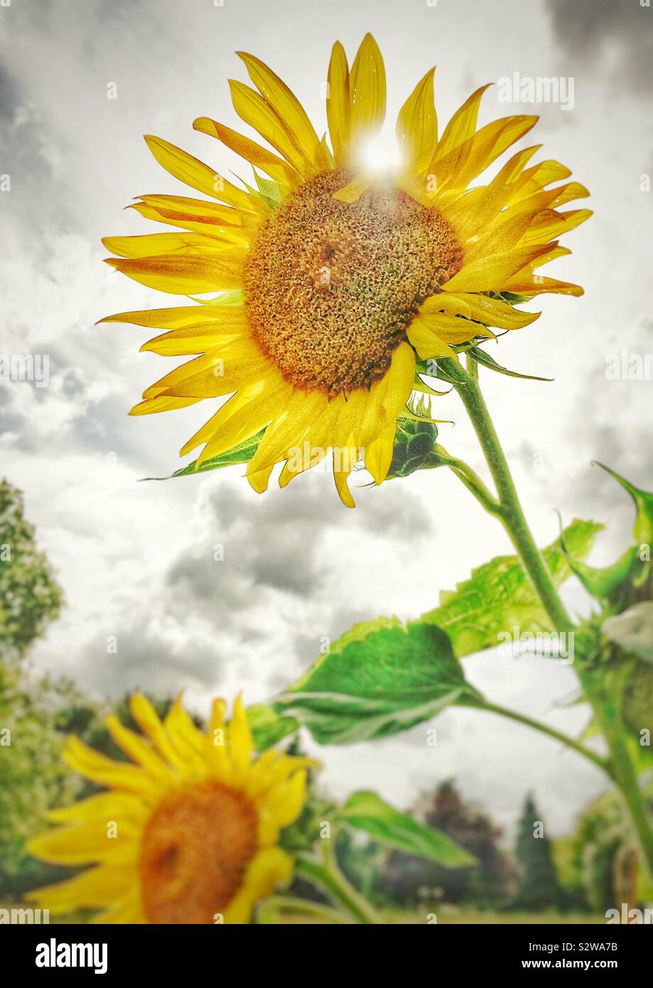 Sun shining through a sunflower in King Edward VII Park, Wembley Stock ...