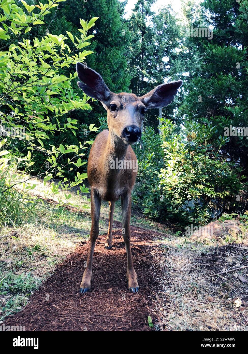 Deer standing hi-res stock photography and images - Alamy