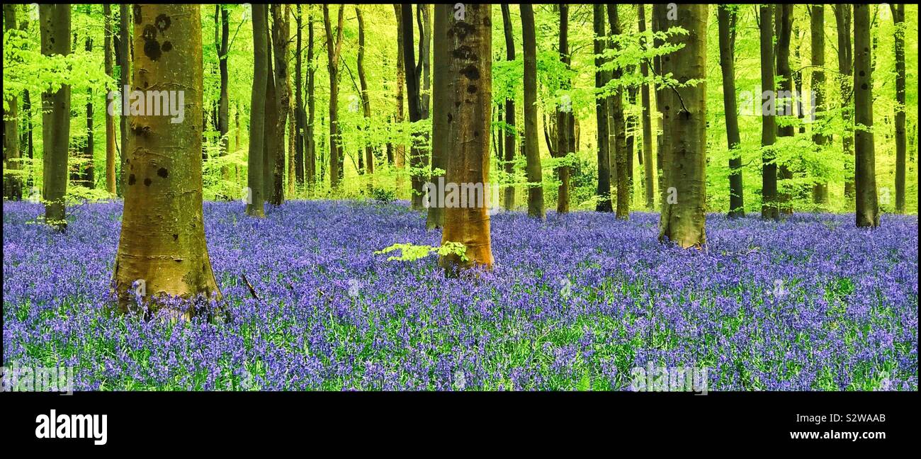 A classic view of a British woodland in Spring - the iconic Bluebell ...