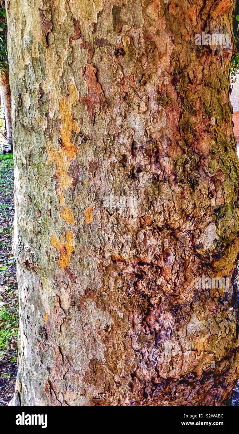 Tree trunk with bark splitting and pealing Stock Photo - Alamy