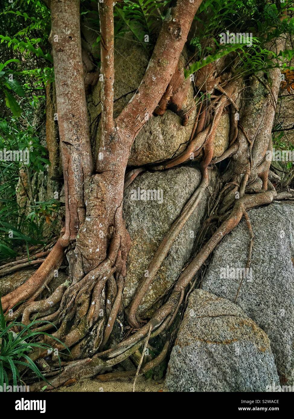 Manjung hi-res stock photography and images - Alamy