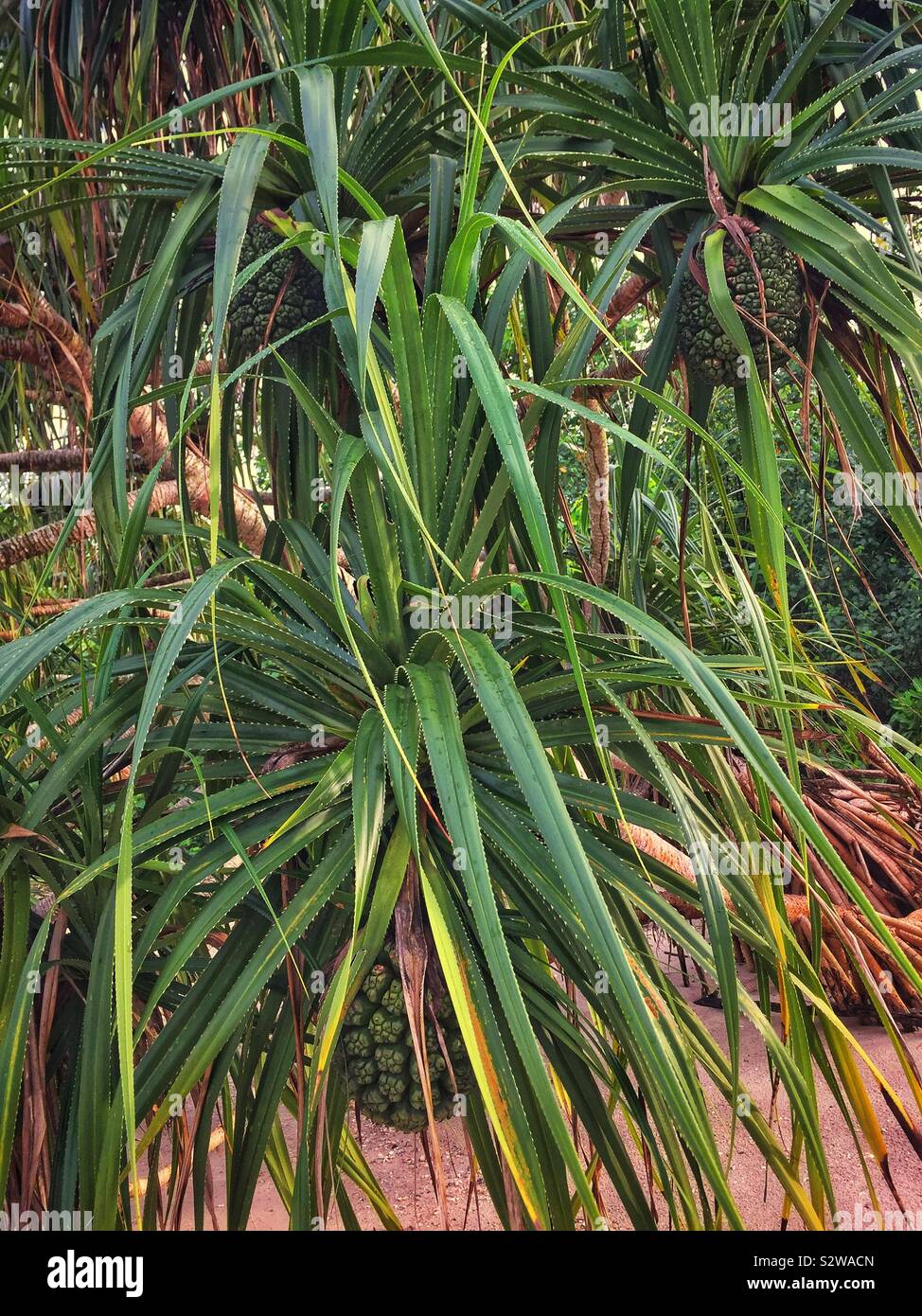 Pandanus tree hi-res stock photography and images - Alamy