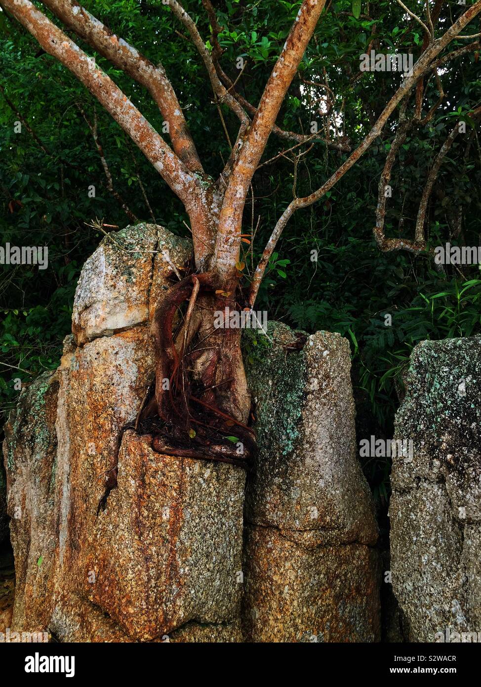 Fig tree growing on rocks by the beach, Manjung River estuary, near ...