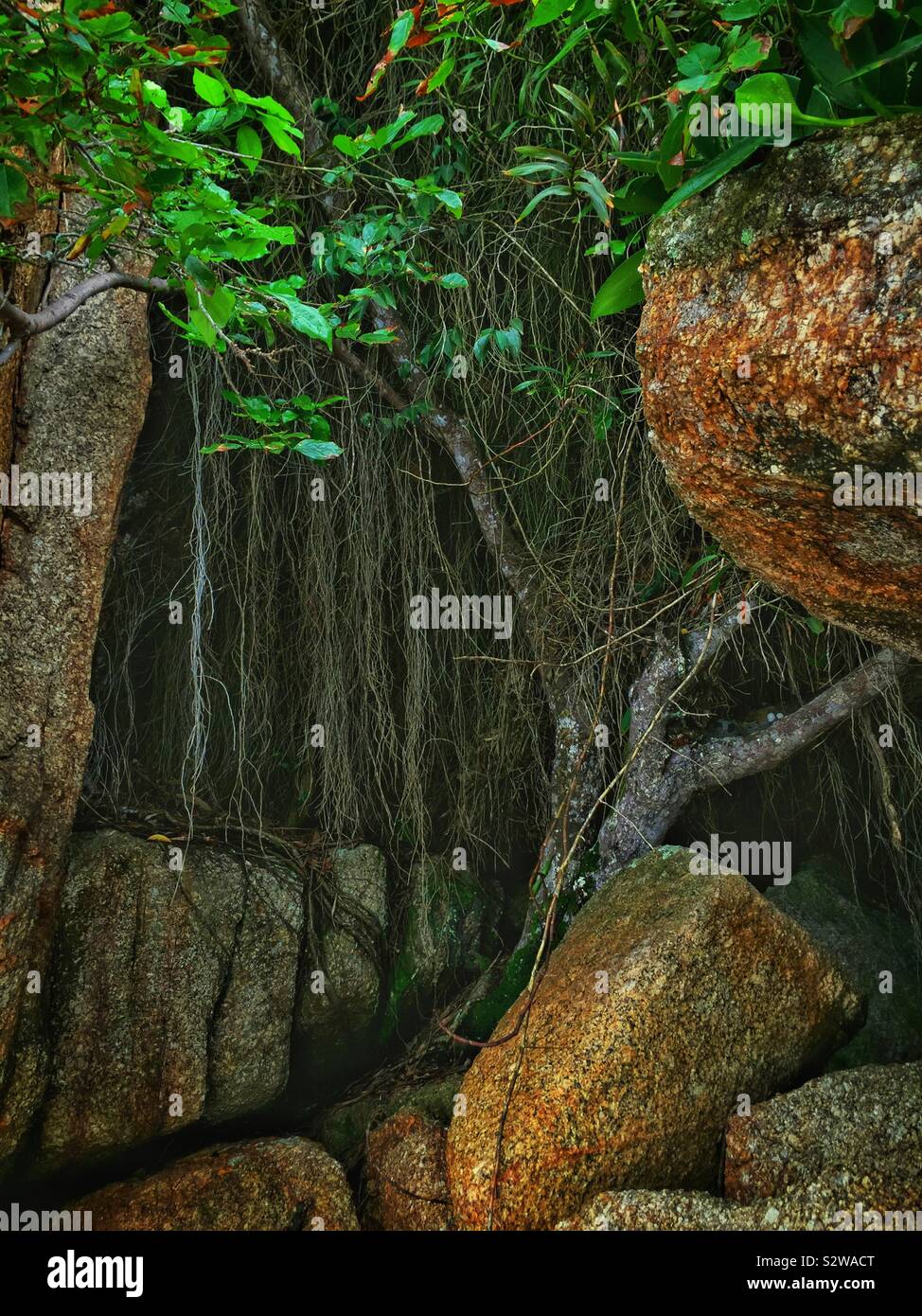 Fig tree growing among rocks by the beach, Manjung River estuary, near ...