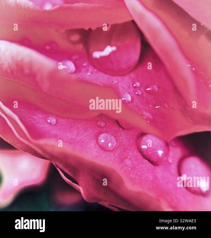 Magnified rose hi-res stock photography and images - Alamy