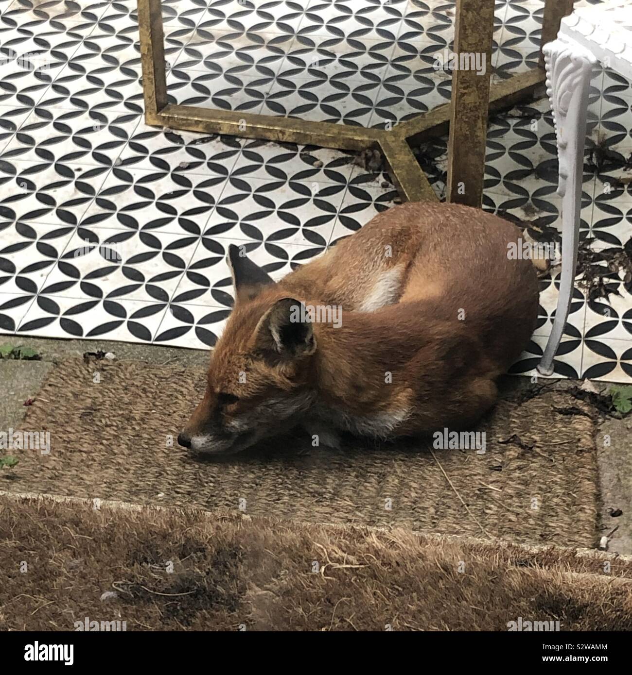 Fox lying down hi-res stock photography and images - Alamy