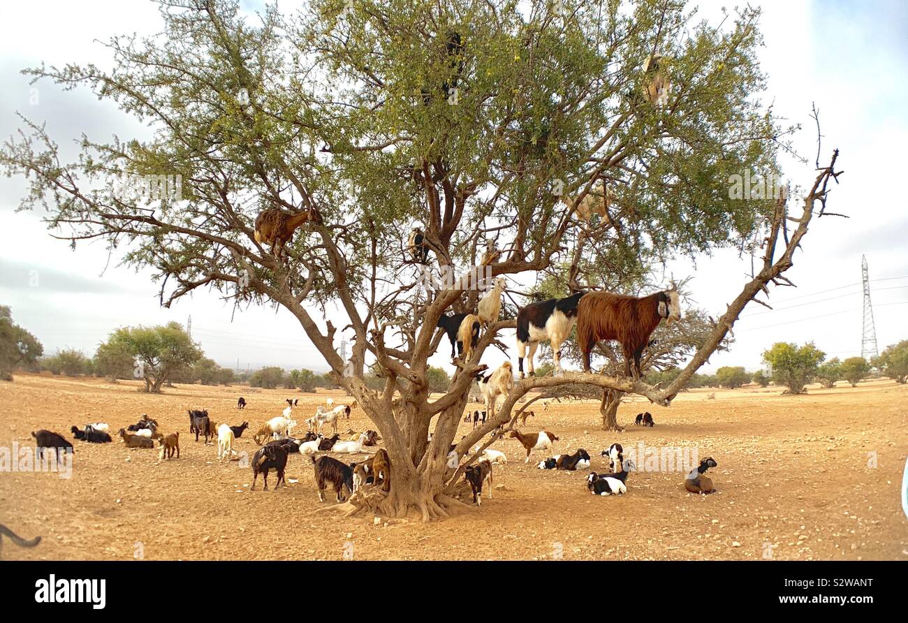 Goats in a tree Stock Photo - Alamy
