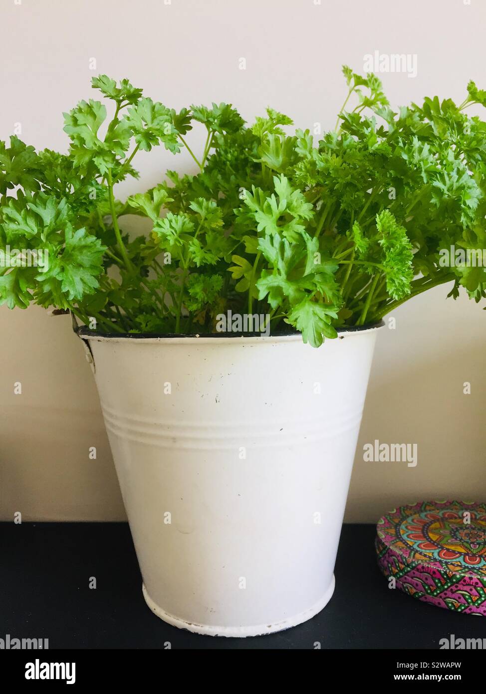 Curly leaf parsley in white metal bucket pot on black shelf with white ...