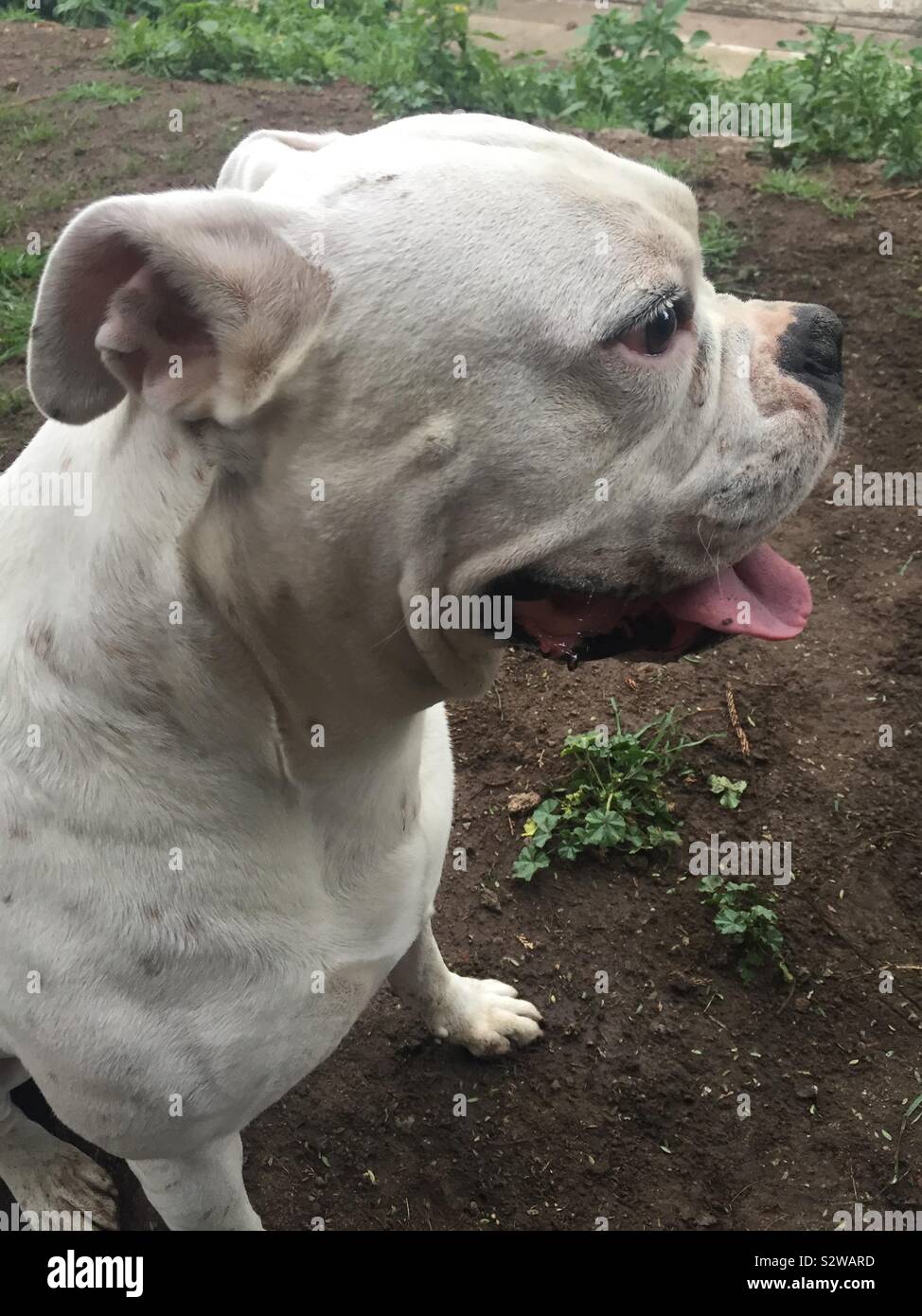 Mascota perro hi-res stock photography and images - Alamy