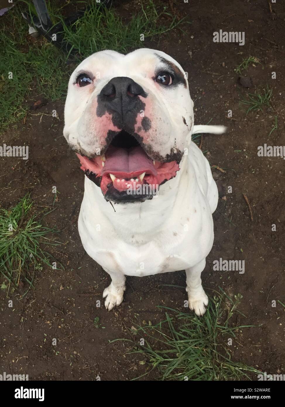 Perro hi-res stock photography and images - Alamy