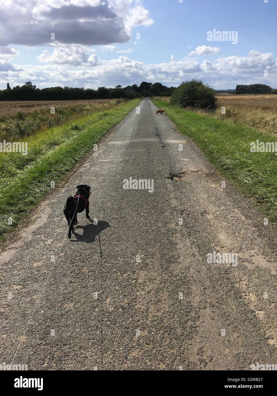 Dog walk in country hi-res stock photography and images - Alamy