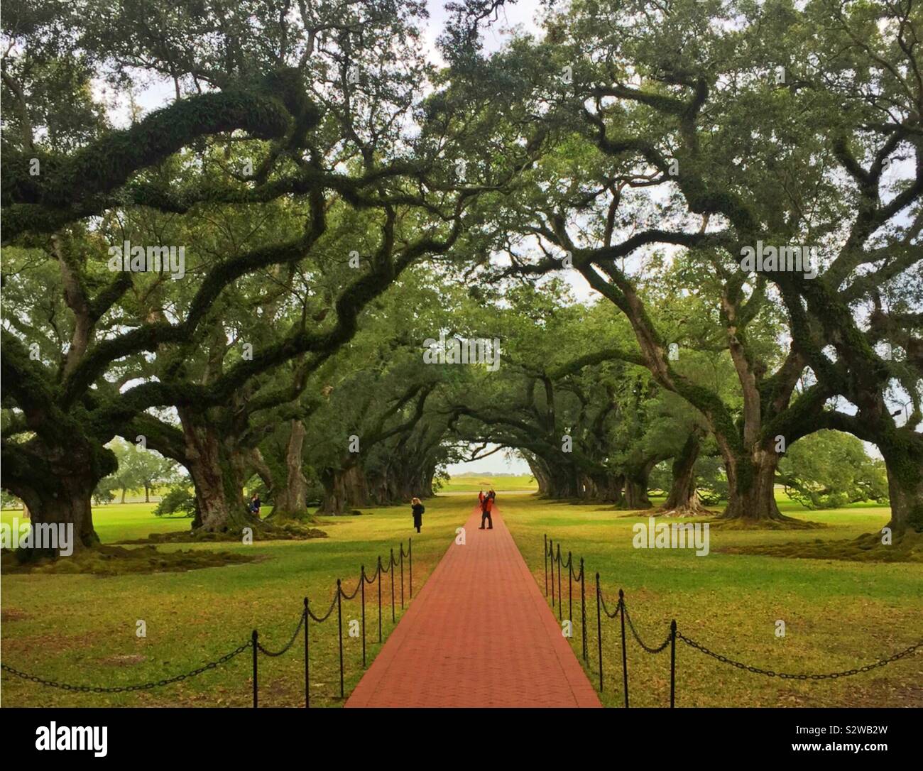 Century old trees in a plantation Stock Photo - Alamy