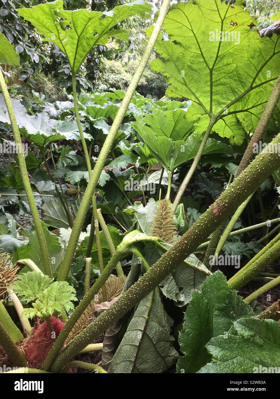 Lost gardens of heligan- jungle Stock Photo - Alamy