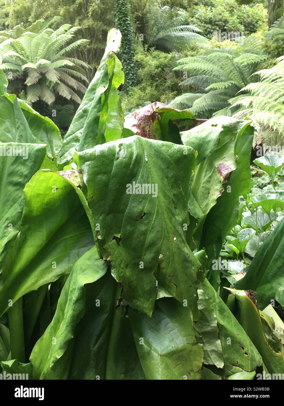 Jungle gardens hi-res stock photography and images - Alamy