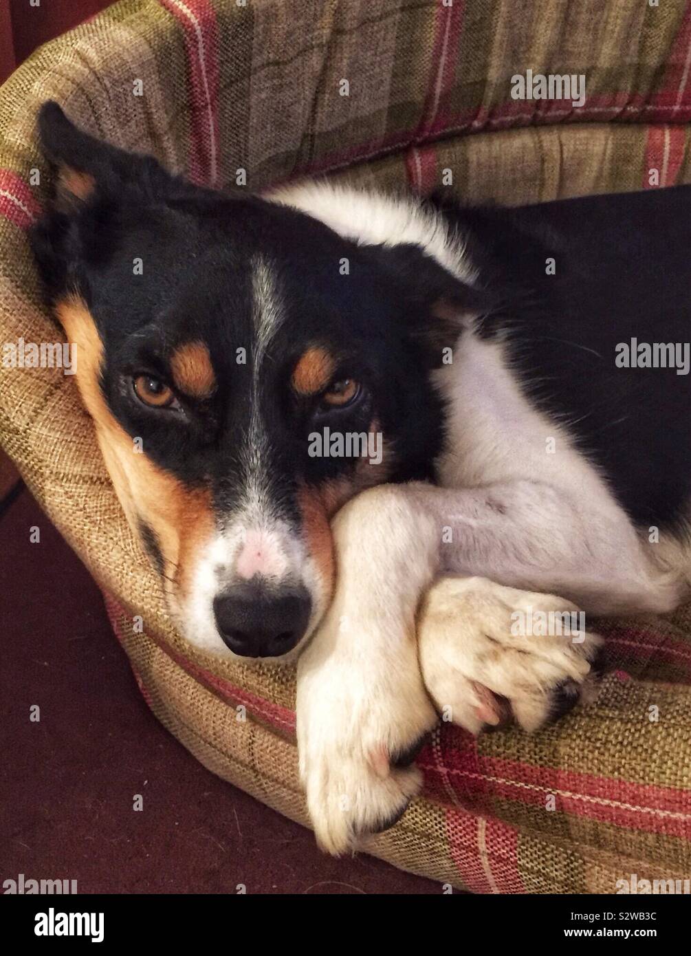 Border collie lying down with crossed paws Stock Photo - Alamy