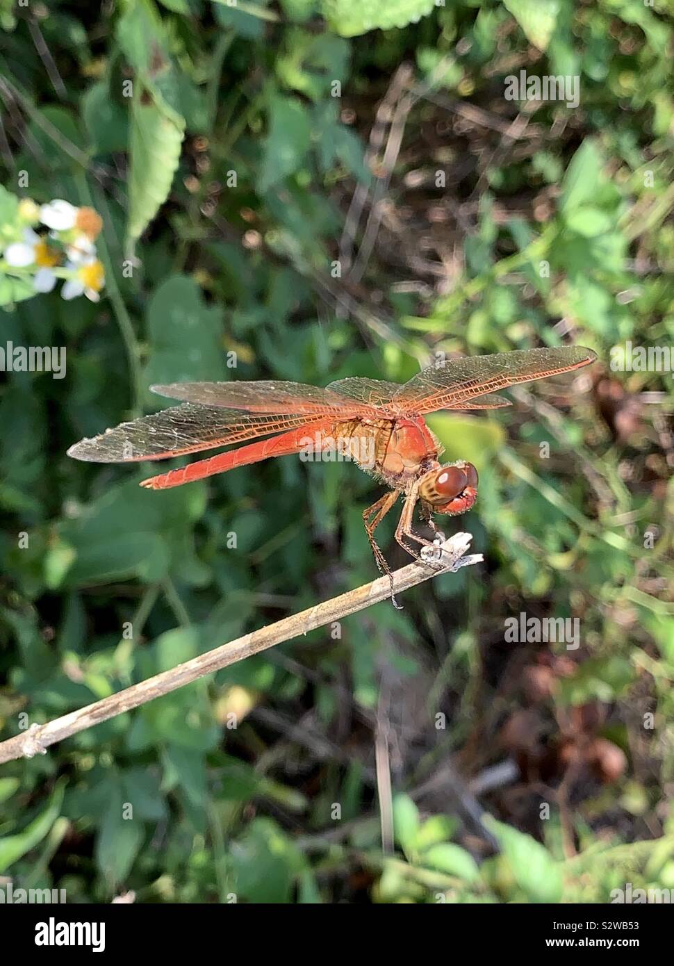 Closeup of a red darter dragonfly Stock Photo - Alamy