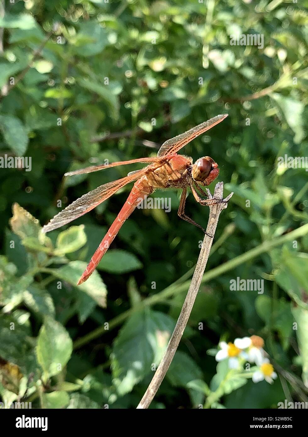Dragonfly holding onto stick hi-res stock photography and images - Alamy