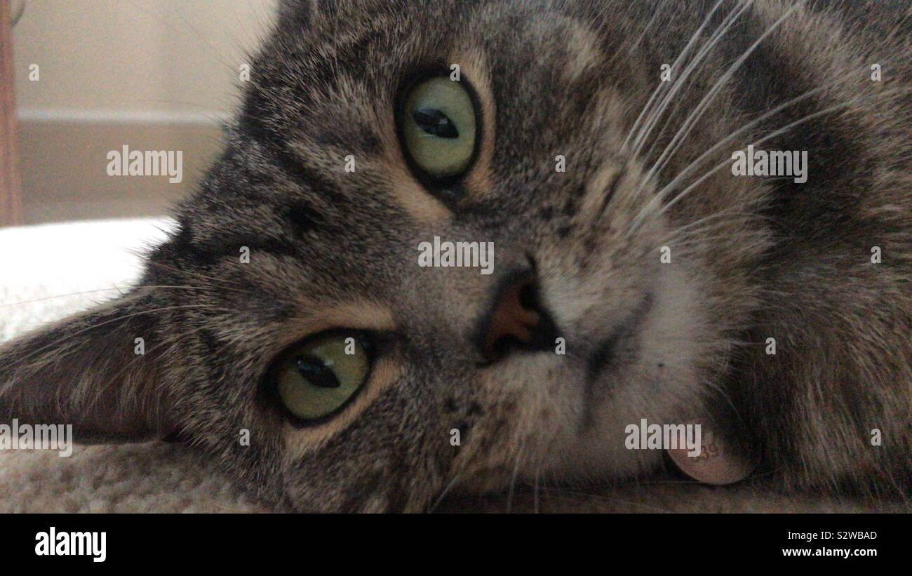 British tabby hi-res stock photography and images - Alamy