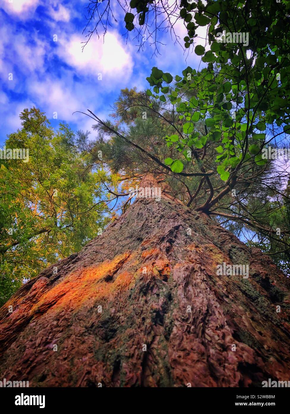 Looking up at tree hi-res stock photography and images - Alamy
