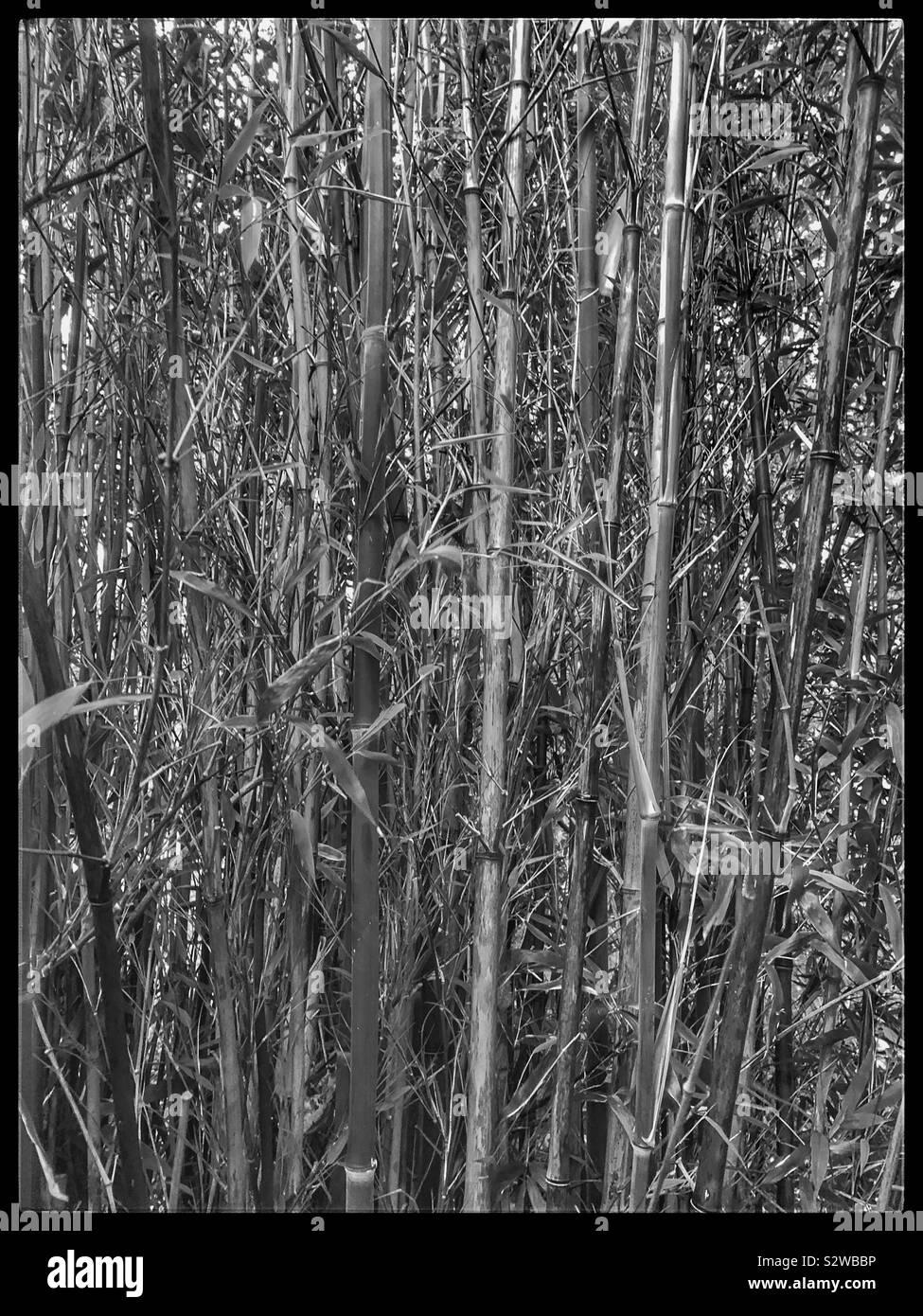 Bamboo bush hi-res stock photography and images - Alamy