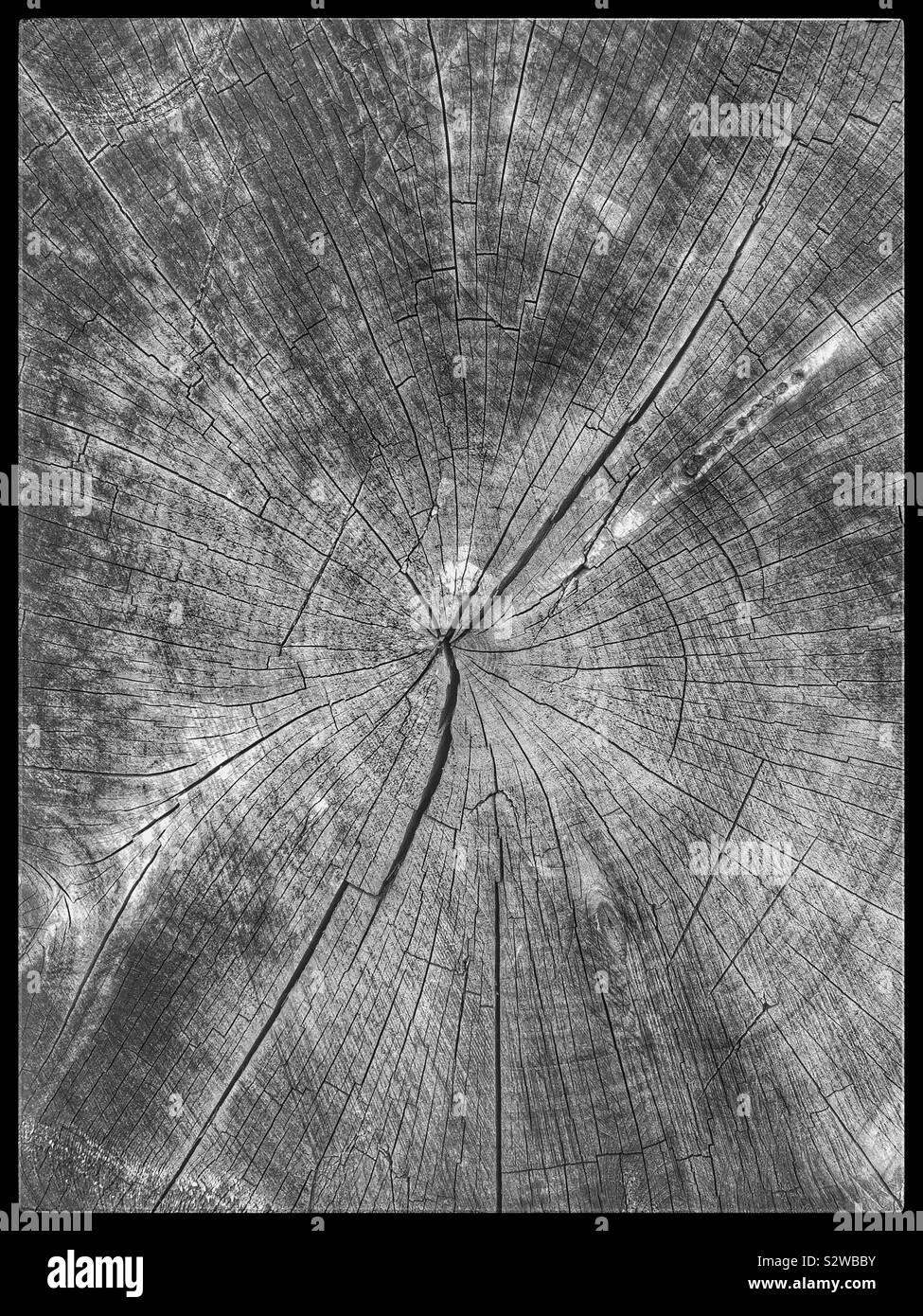 Tree Cross Section Wall Art at Glady Elizabeth blog