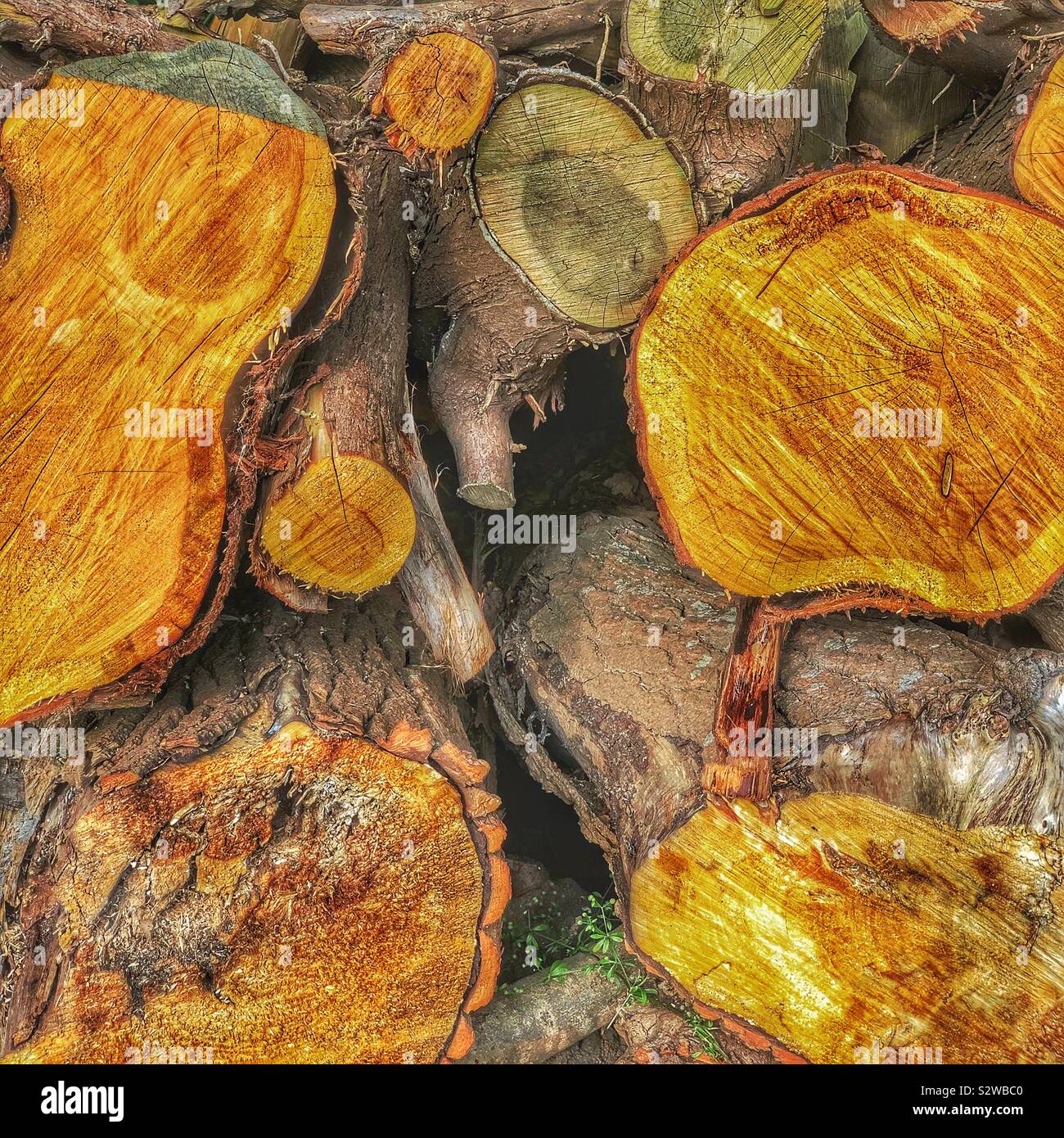Cross section trees hi-res stock photography and images - Alamy