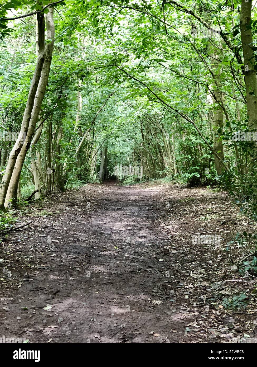 Green tree pathway hi-res stock photography and images - Alamy