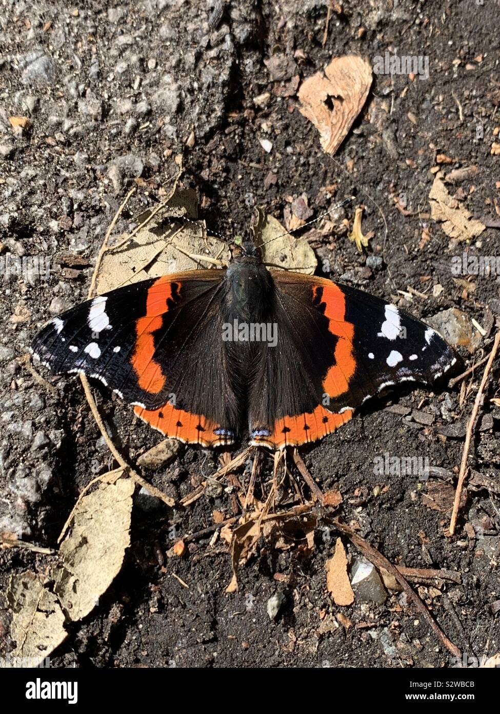 Red admiral butterfly Stock Photo - Alamy