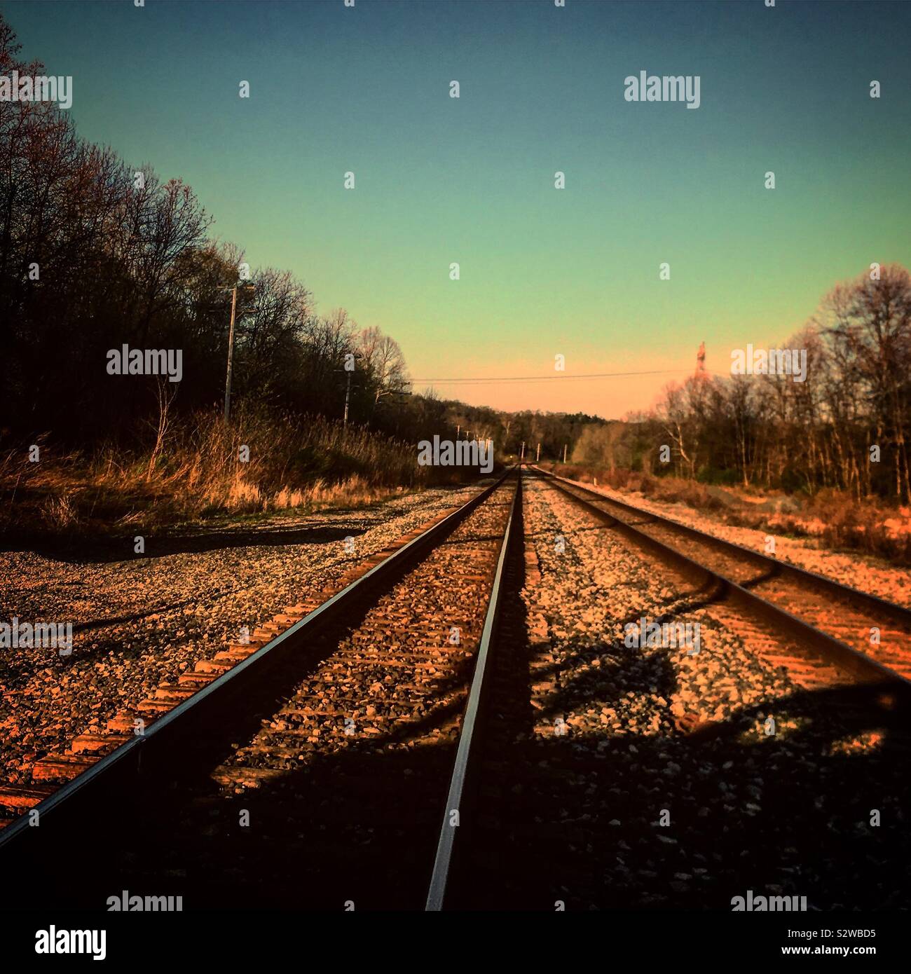 Tracks trees hi-res stock photography and images - Alamy