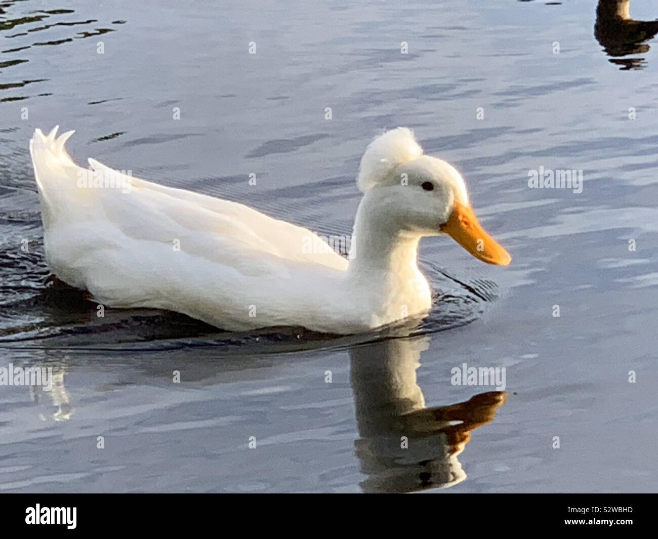 White crested duck hi-res stock photography and images - Alamy