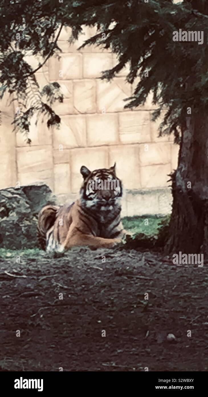 Beautiful tiger hi-res stock photography and images - Alamy