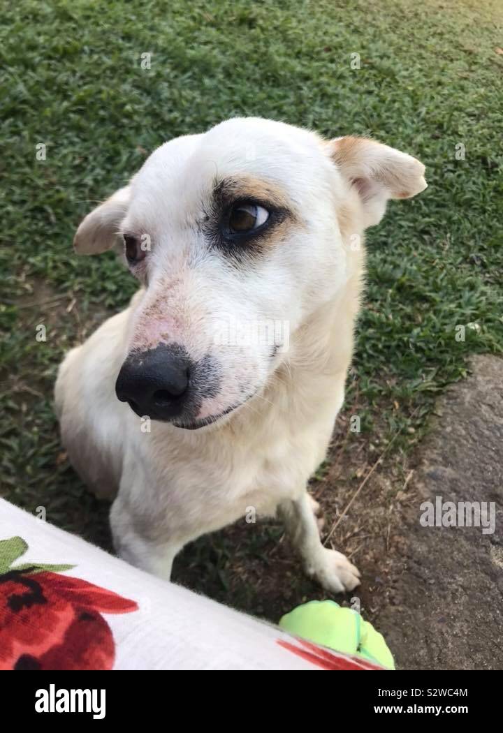 My Fijian family’s dog Stock Photo - Alamy