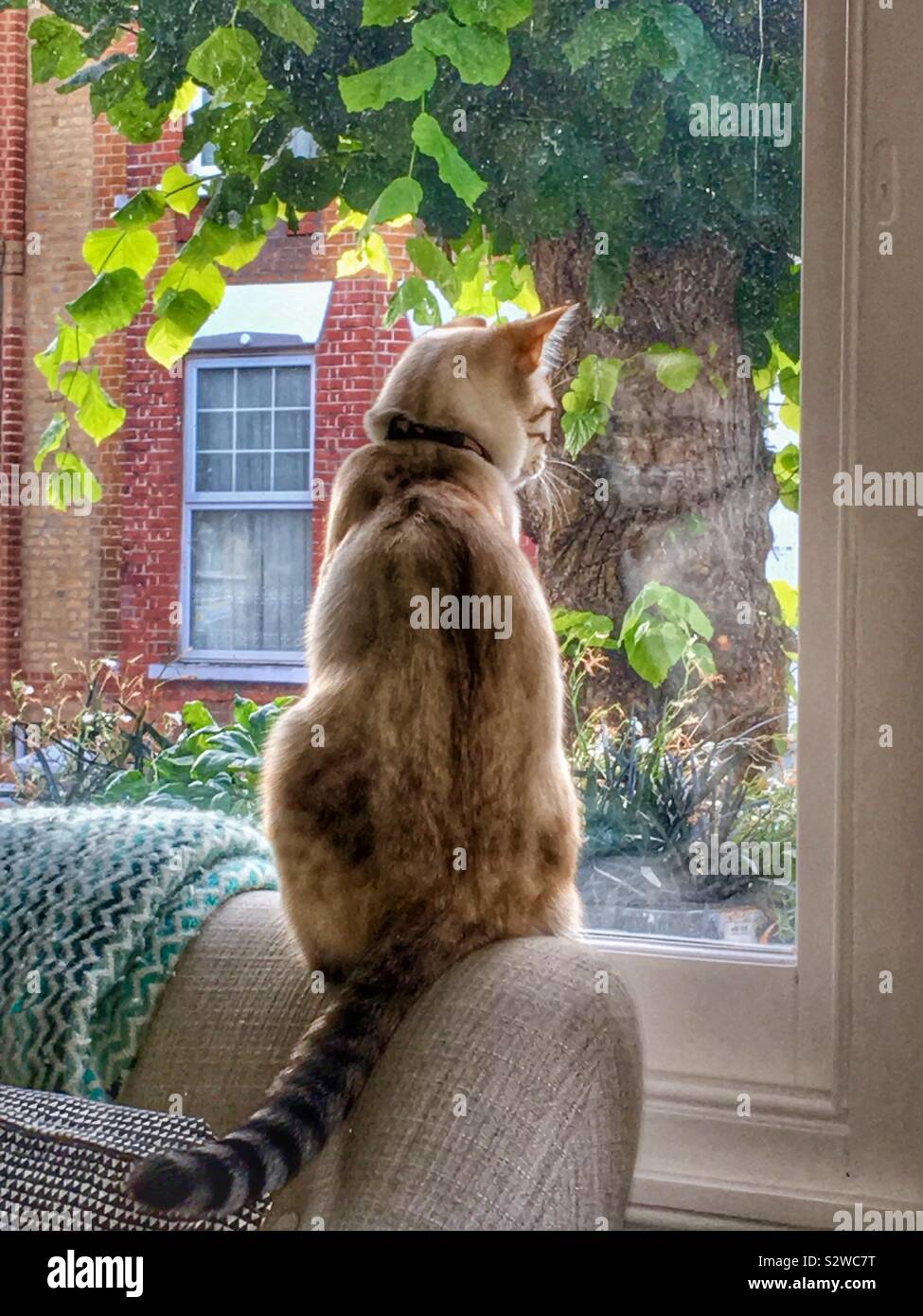 White snow Bengal cat staring at its own reflection in the window in ...