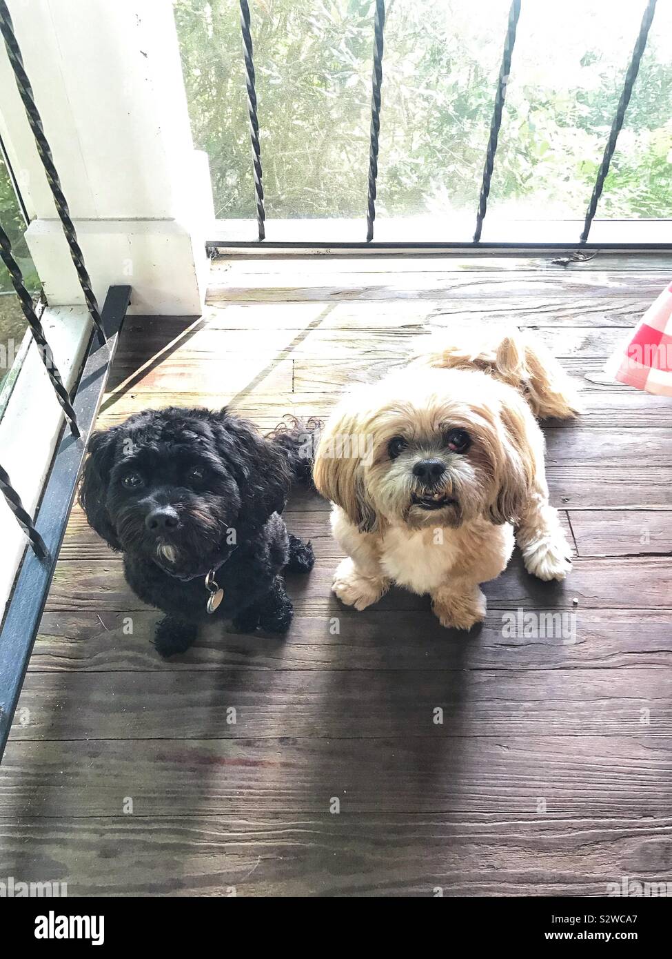 Two of our dogs hanging out on the deck Stock Photo - Alamy