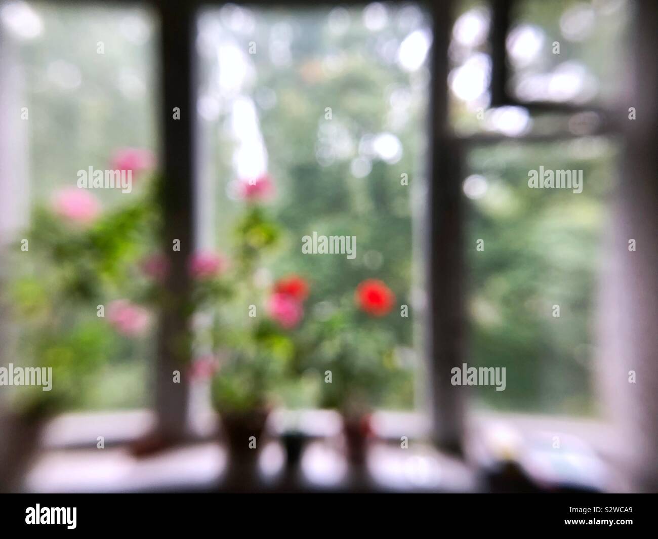 Dreamy window with geraniums Stock Photo - Alamy