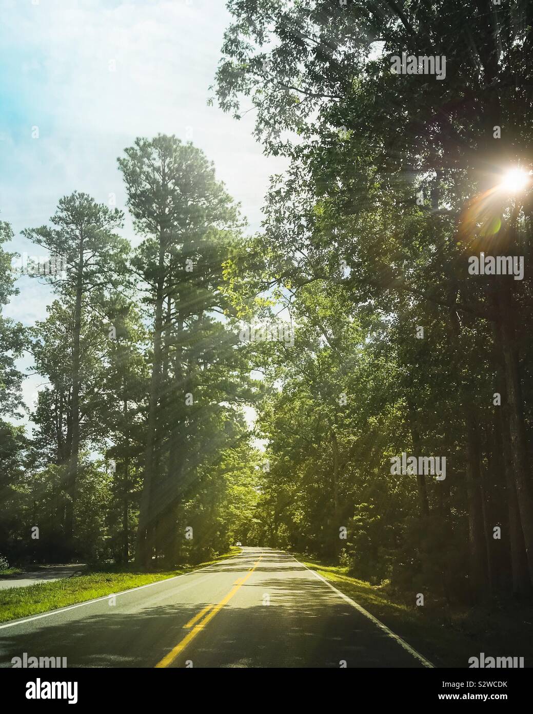 Road surrounded by trees hit by sunlight Stock Photo - Alamy