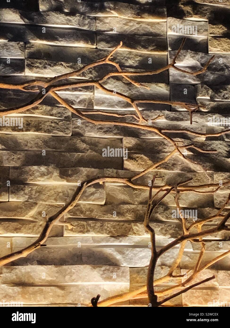 Creepy tree branches casting eerie shadows against a stone wall Stock ...