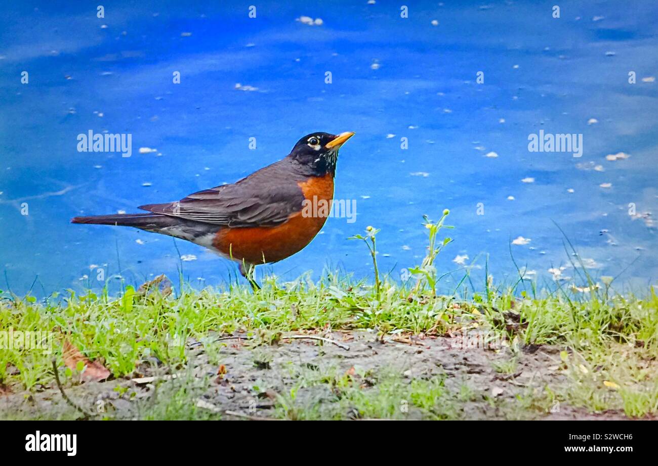 Robin birds hi-res stock photography and images - Alamy