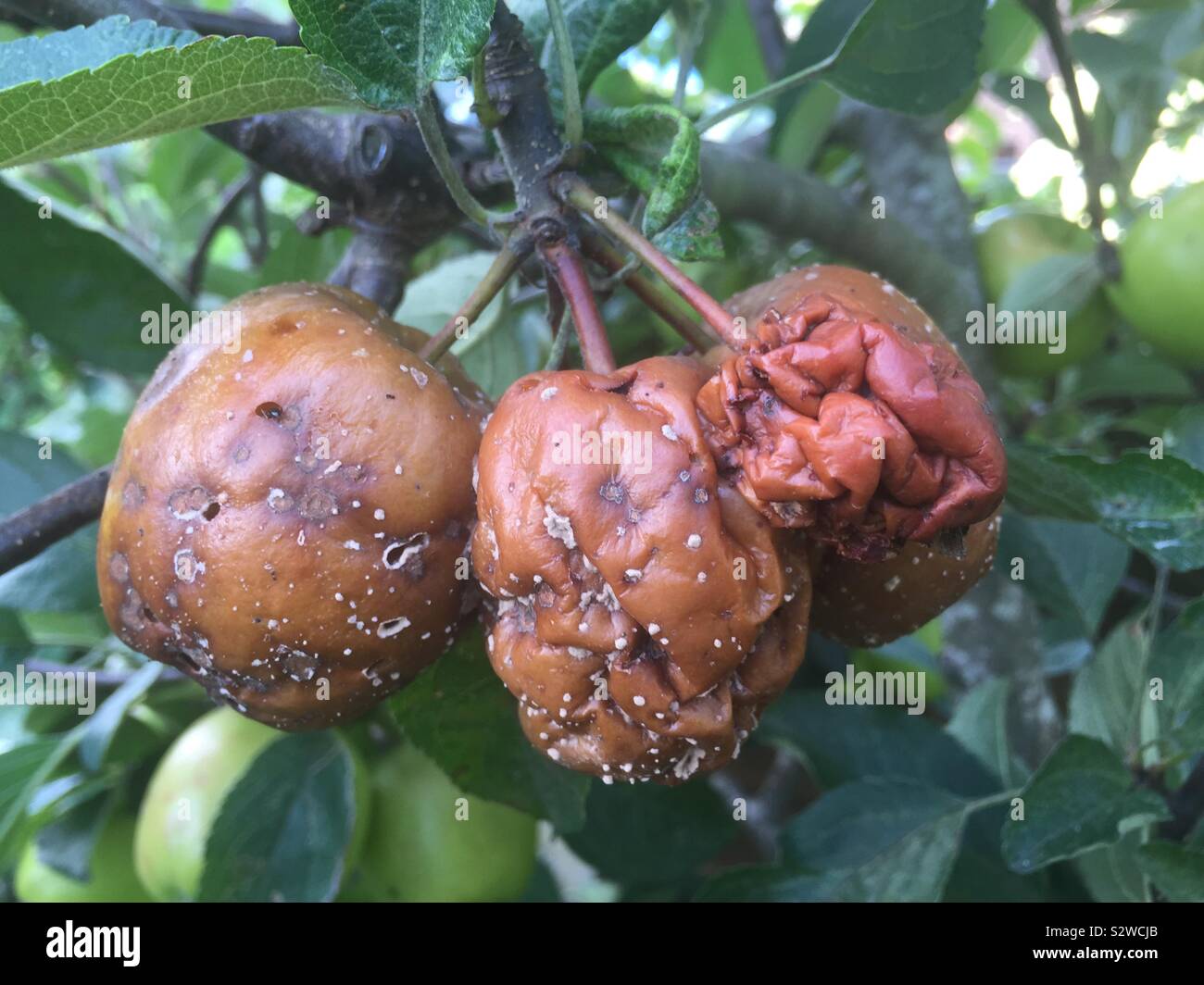 Rotting fruit on tree hi-res stock photography and images - Alamy