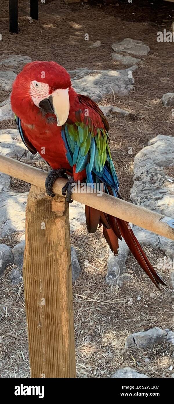 Scarlet macaw on perch hi-res stock photography and images - Alamy