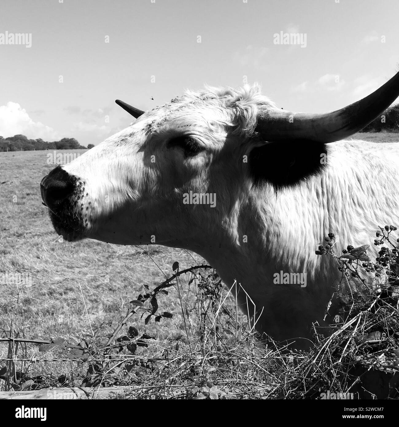 A White Park bull in a profile head shot in black and white standing at ...