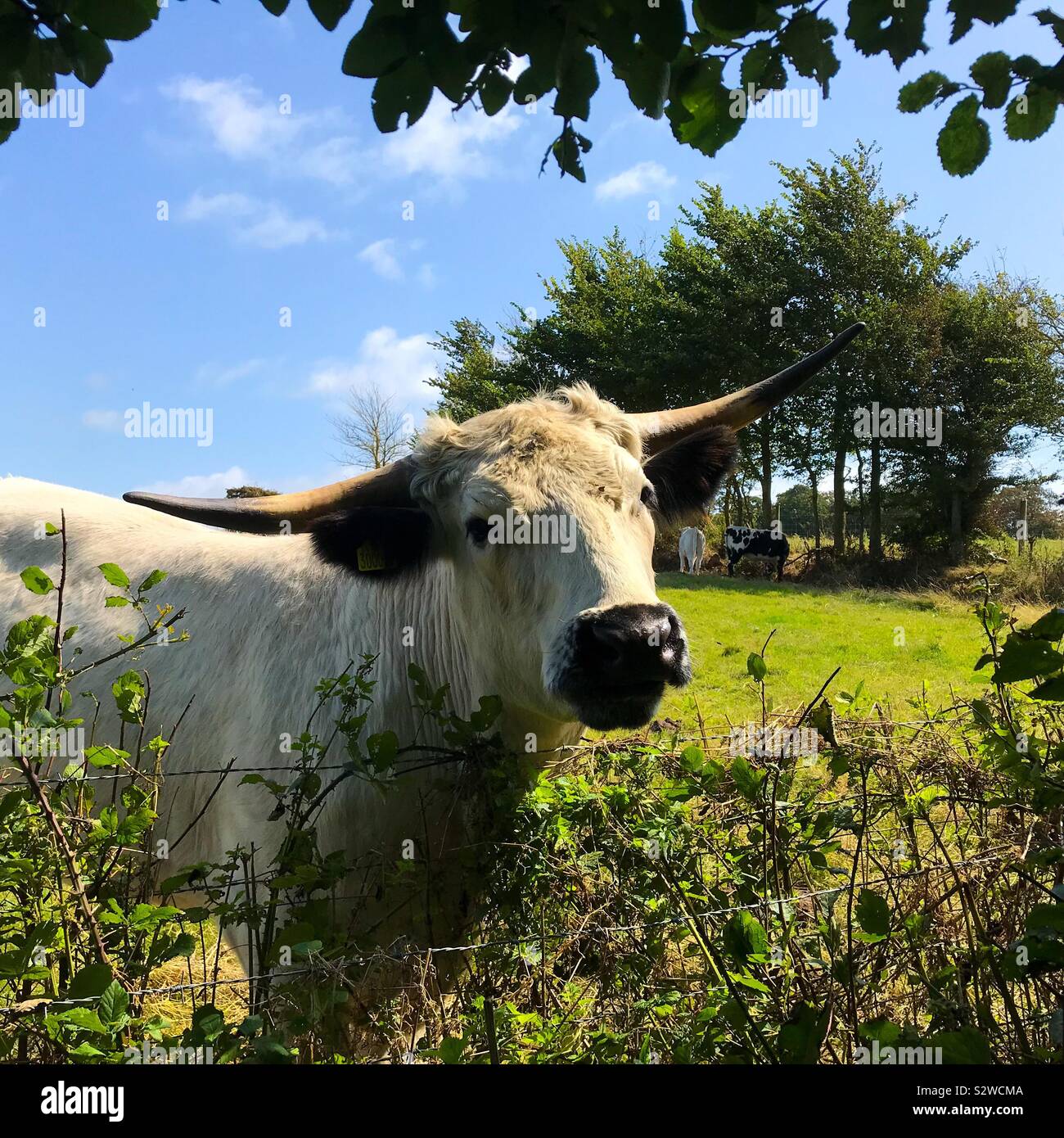 A young White Park bull looking over a bramble hedge portrait on ...