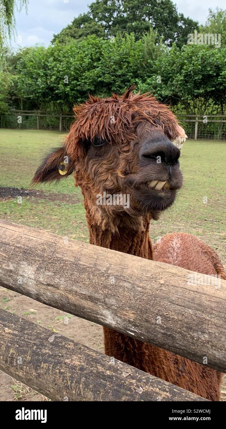 Alpaca big teeth hi-res stock photography and images - Alamy