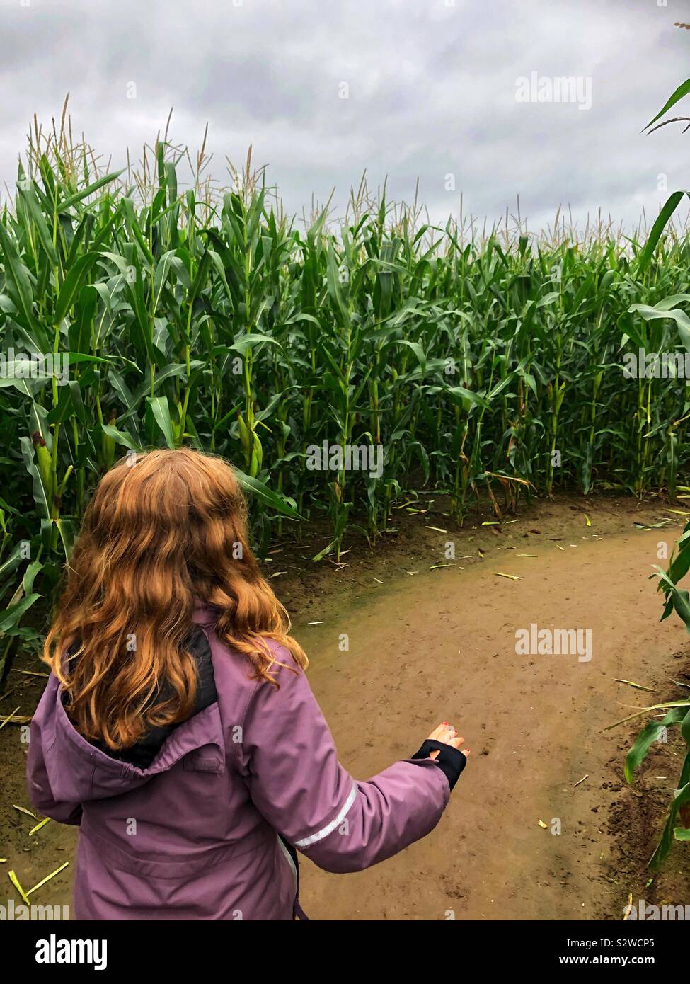 Maize maze hi-res stock photography and images - Alamy