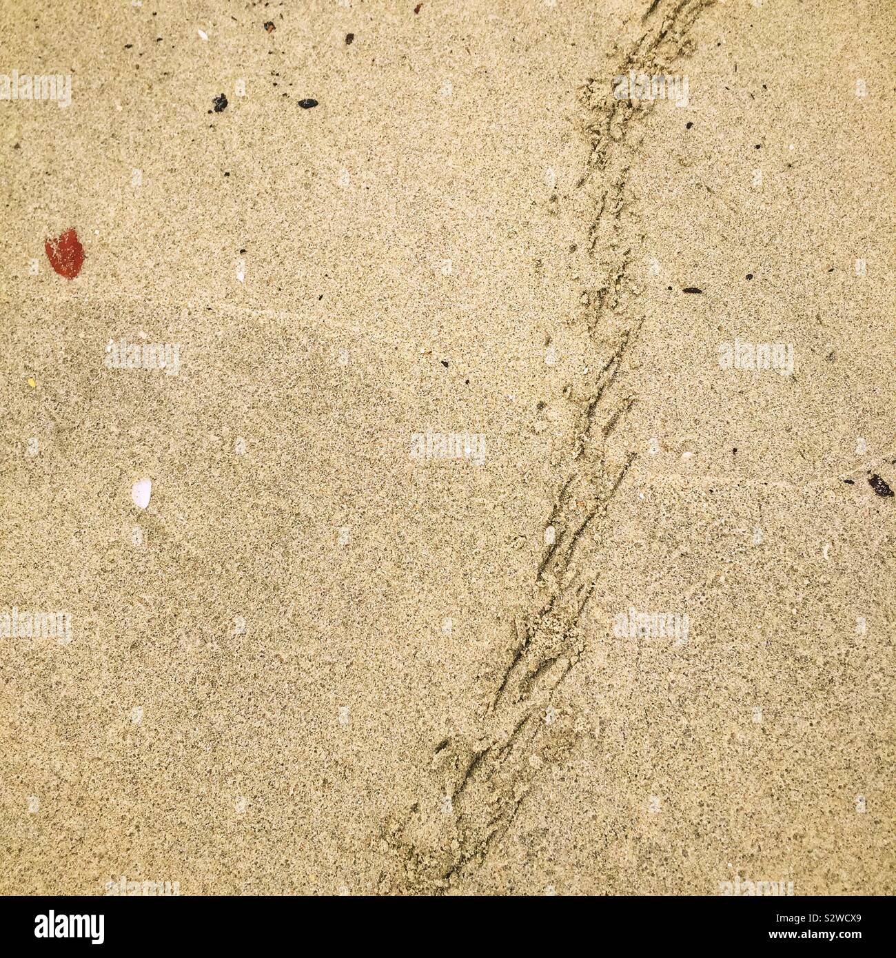 Crab tracks on the beach, Manjung River estuary, near Lumut, Perak ...