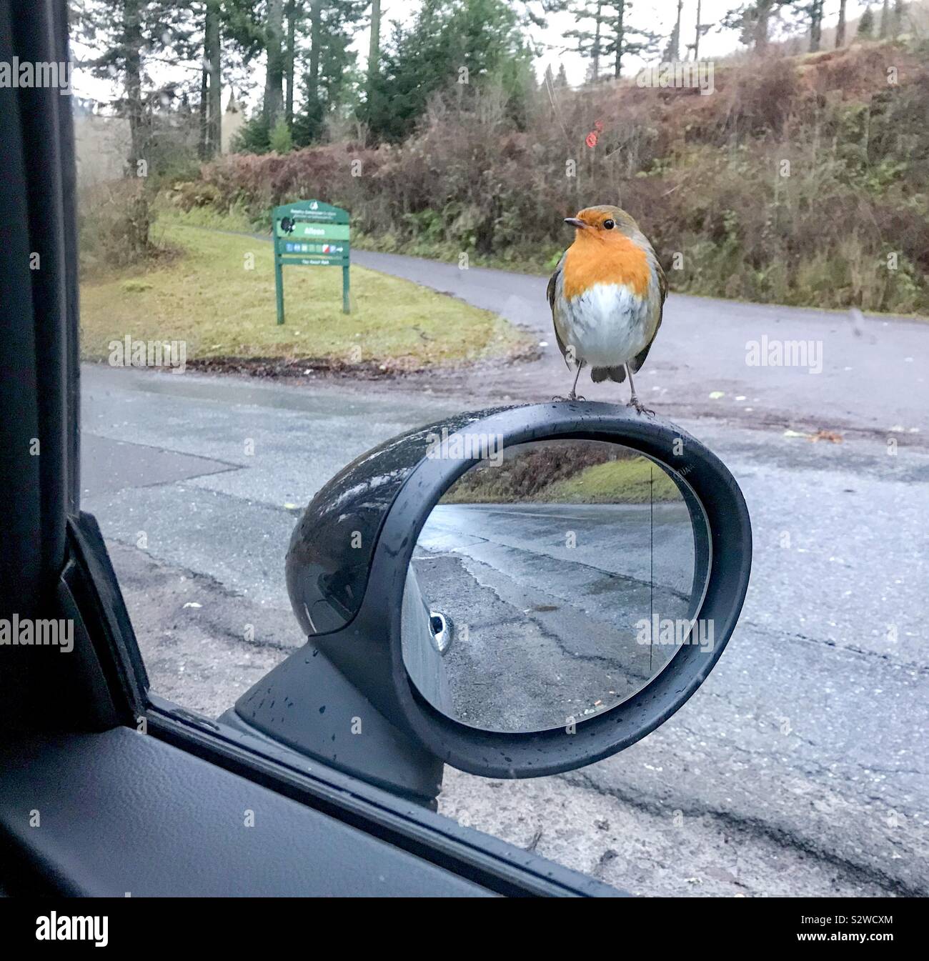 A Robin perches on the wing mirror of a car in the Scottish Highlands ...